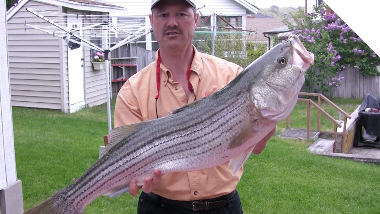 How to clean a striper - easy way to fillet a striped bass