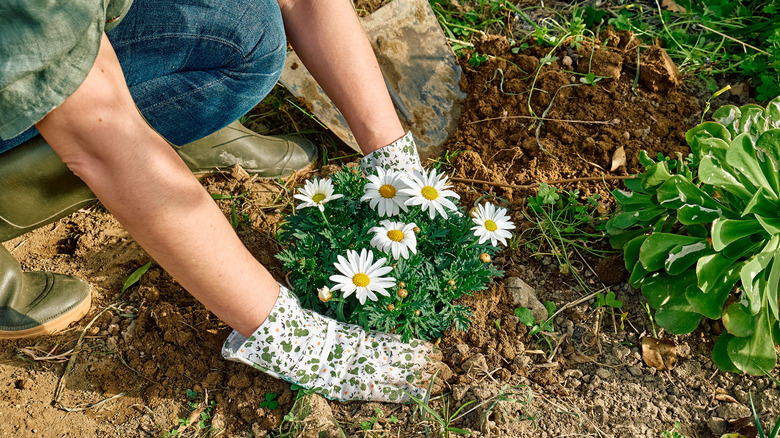 The Fast-Growing Daisy That Can Fill Bare Spots In Your Garden In A Snap