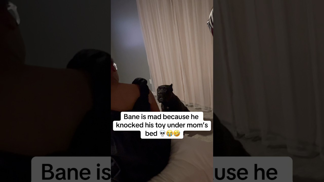 Dog keeps repeating the same antics over and over daily