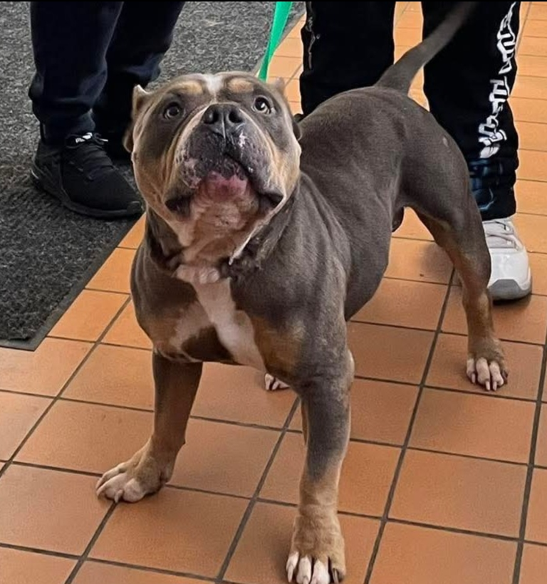 How did a dog from Toledo wind up 160 miles away in Stark County?