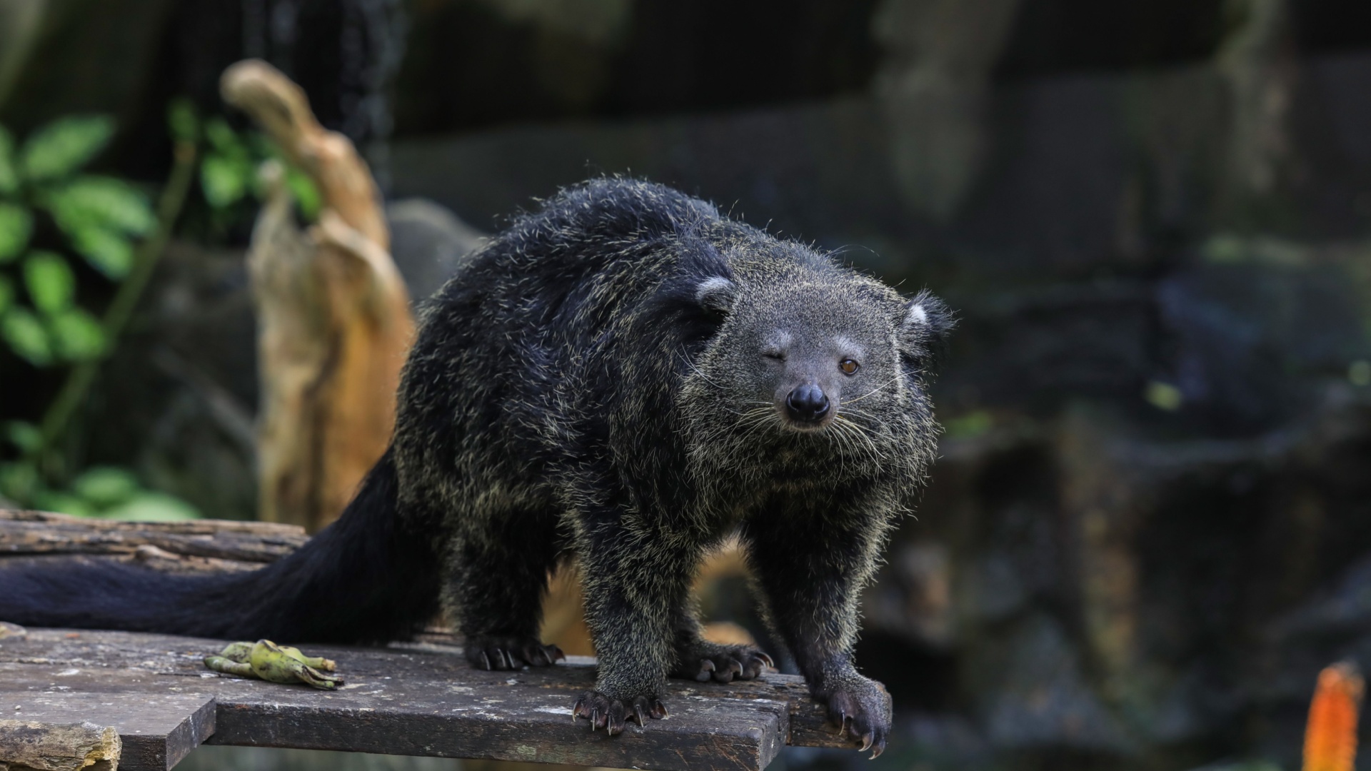 Animals With Secret Night Lives That Humans Rarely See