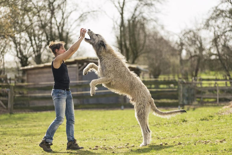 The 14 Largest Dog Breeds in the World
