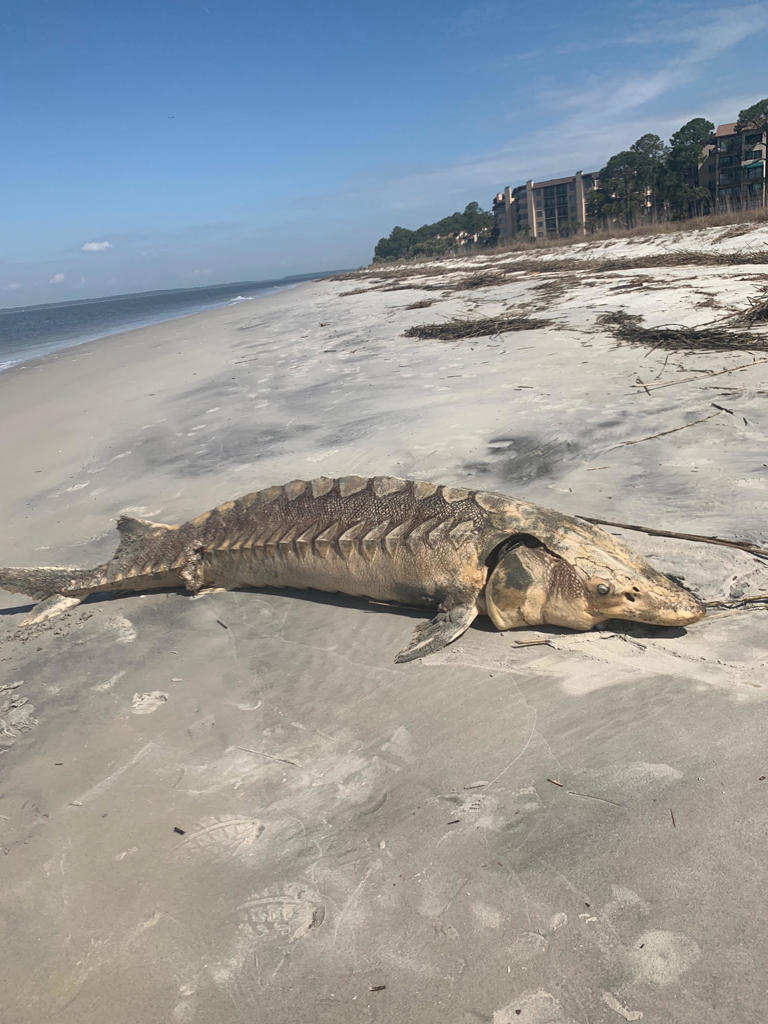 Rare prehistoric Atlantic sturgeon washes ashore in South Carolina