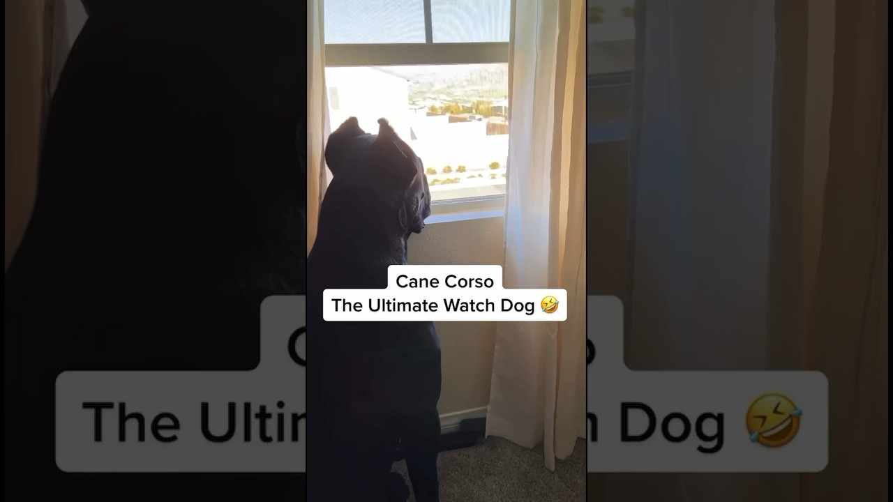 My guard dog pokes his nose in everyone’s business