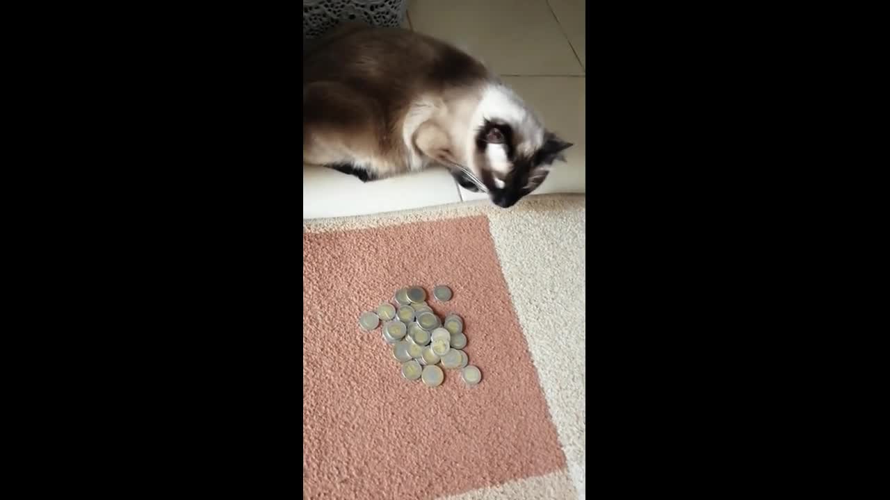 Playful Siamese cat struggles to grab coin in Tetouan, Morocco
