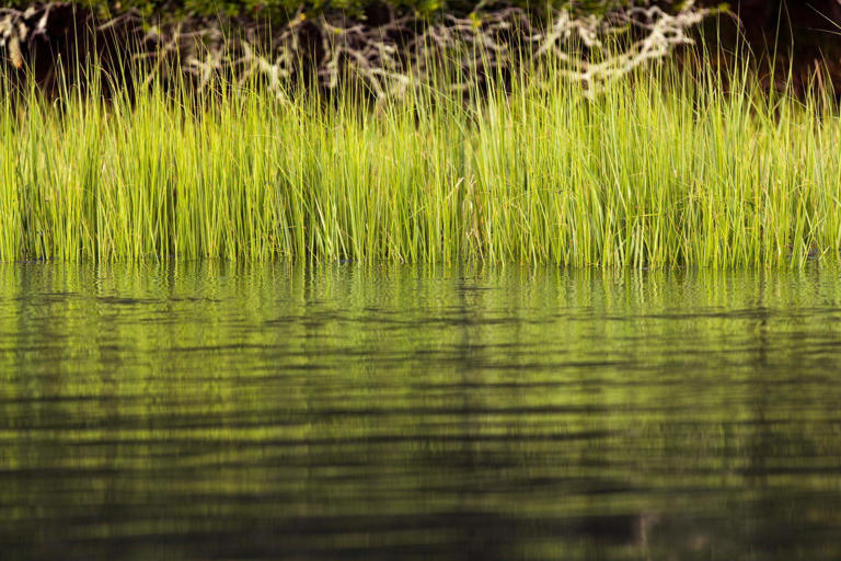 Infections rise sharply as flesh-eating microbe moves through creeks of ...