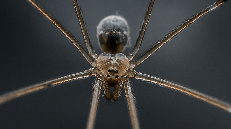 The Unexpected Reason Daddy Long Leg 'Spiders' Only Walk On Three Pairs ...