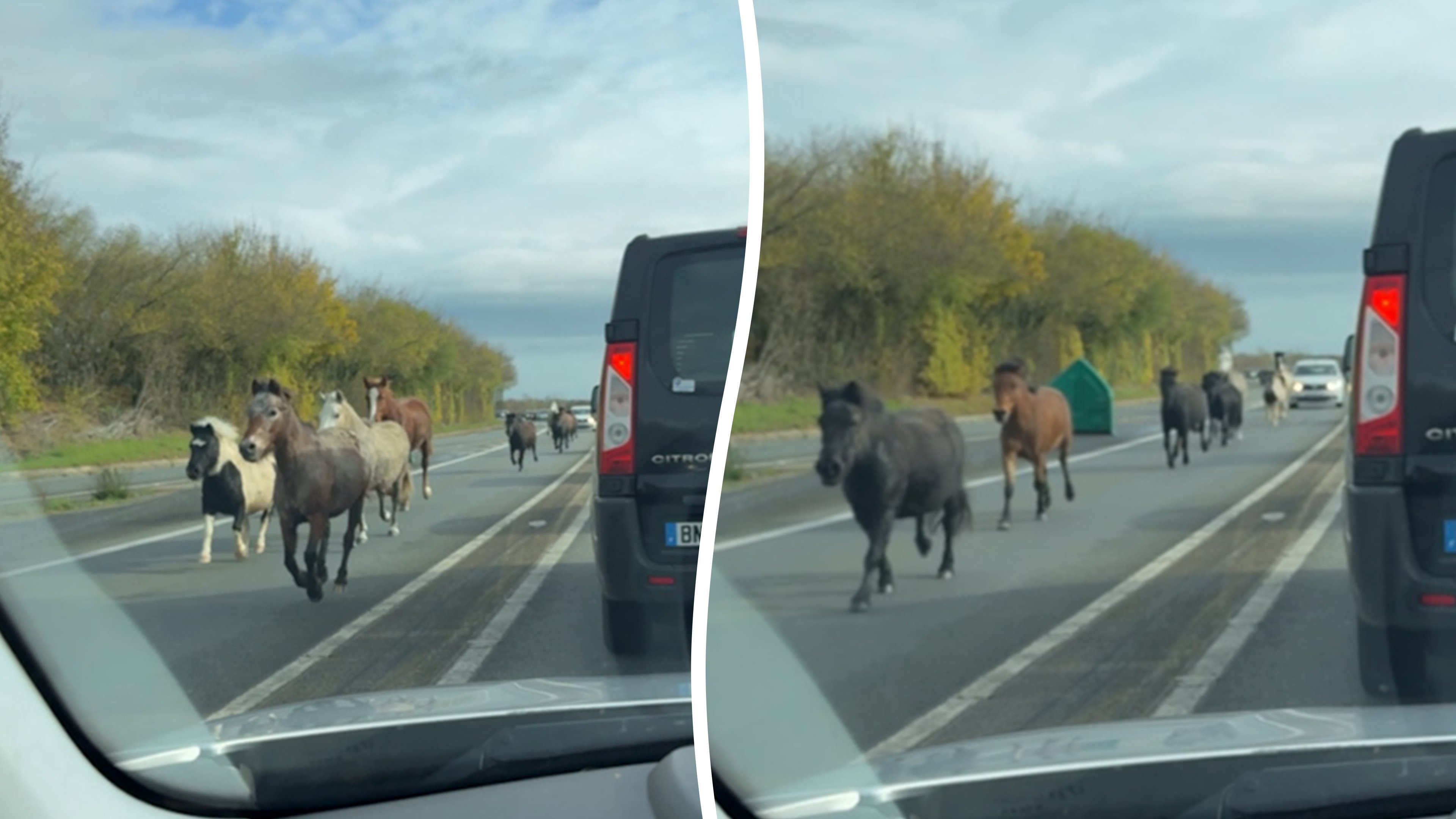 Chaos on French road as 14 ponies run wild - leaving drivers stunned