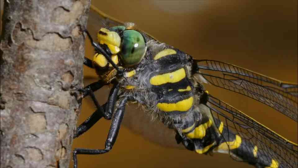 The evolution of monster hunters – apex predators reimagined