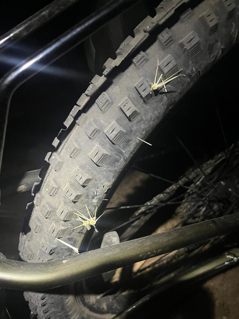On the Arizona Trail, saguaros, coati and a midnight skunk reveal ...