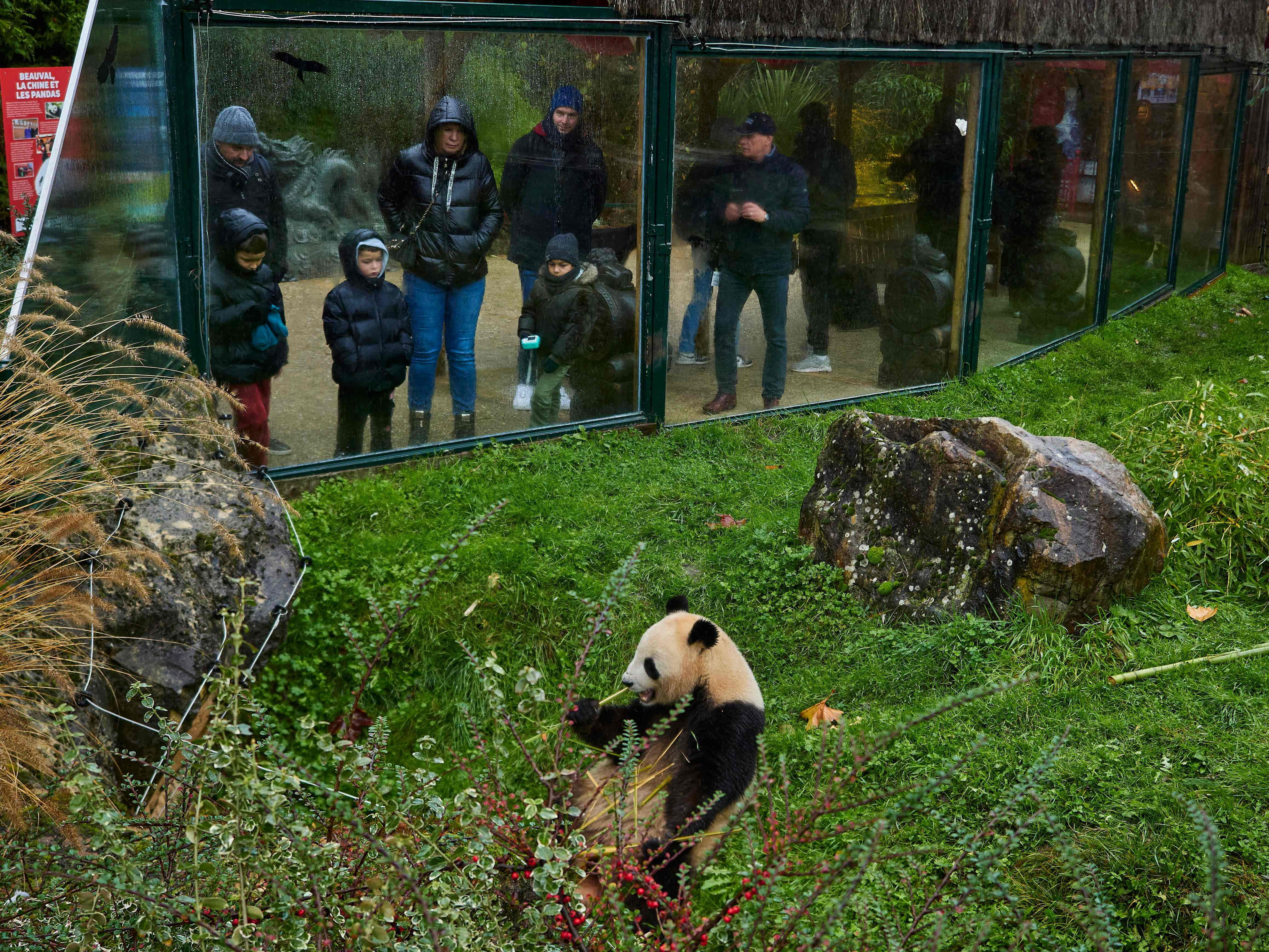 Le célèbre couple de pandas de Beauval a quitté la France, la Chine promet «de nouveaux pandas ...