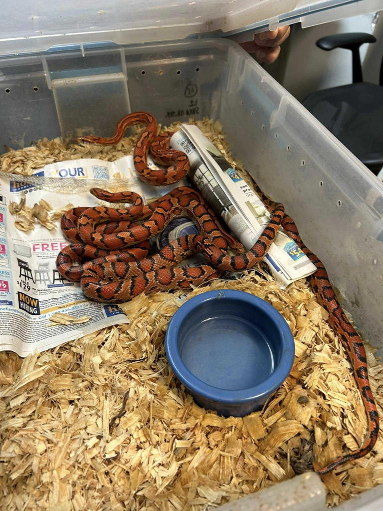 South Carolina man accused of abandoning 52 snakes after being fired