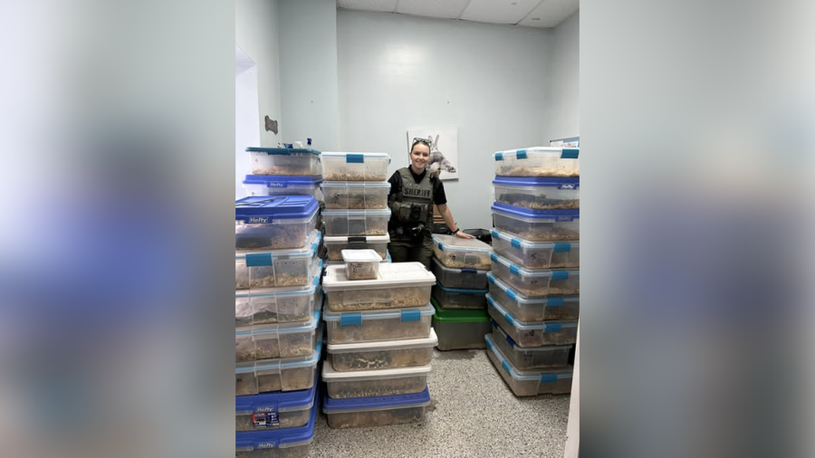 52 nonvenomous snakes seized from property on Sisters Ferry Road