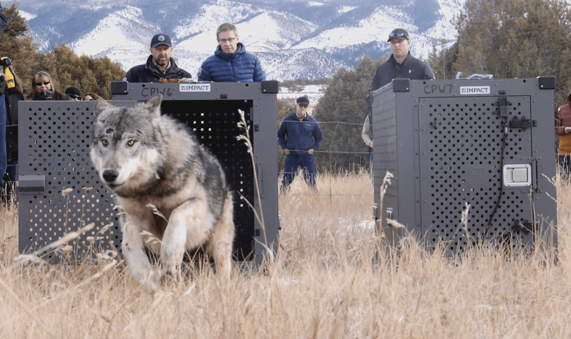 Colorado has wolves again for the first time in 80 years. Why are they ...