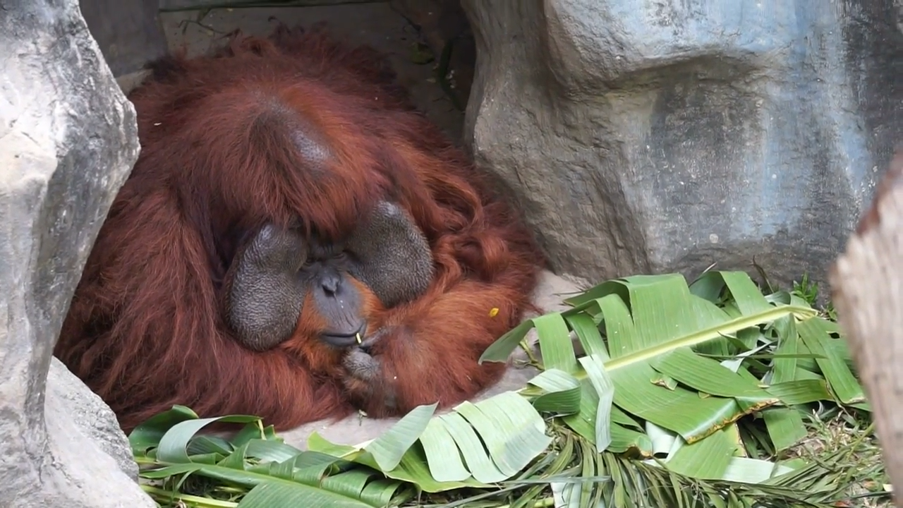 Why the Biggest Primate in History Suddenly Vanished