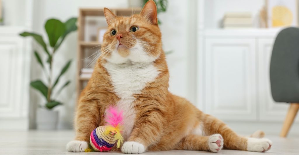 Wie alt werden Katzen tatsächlich?