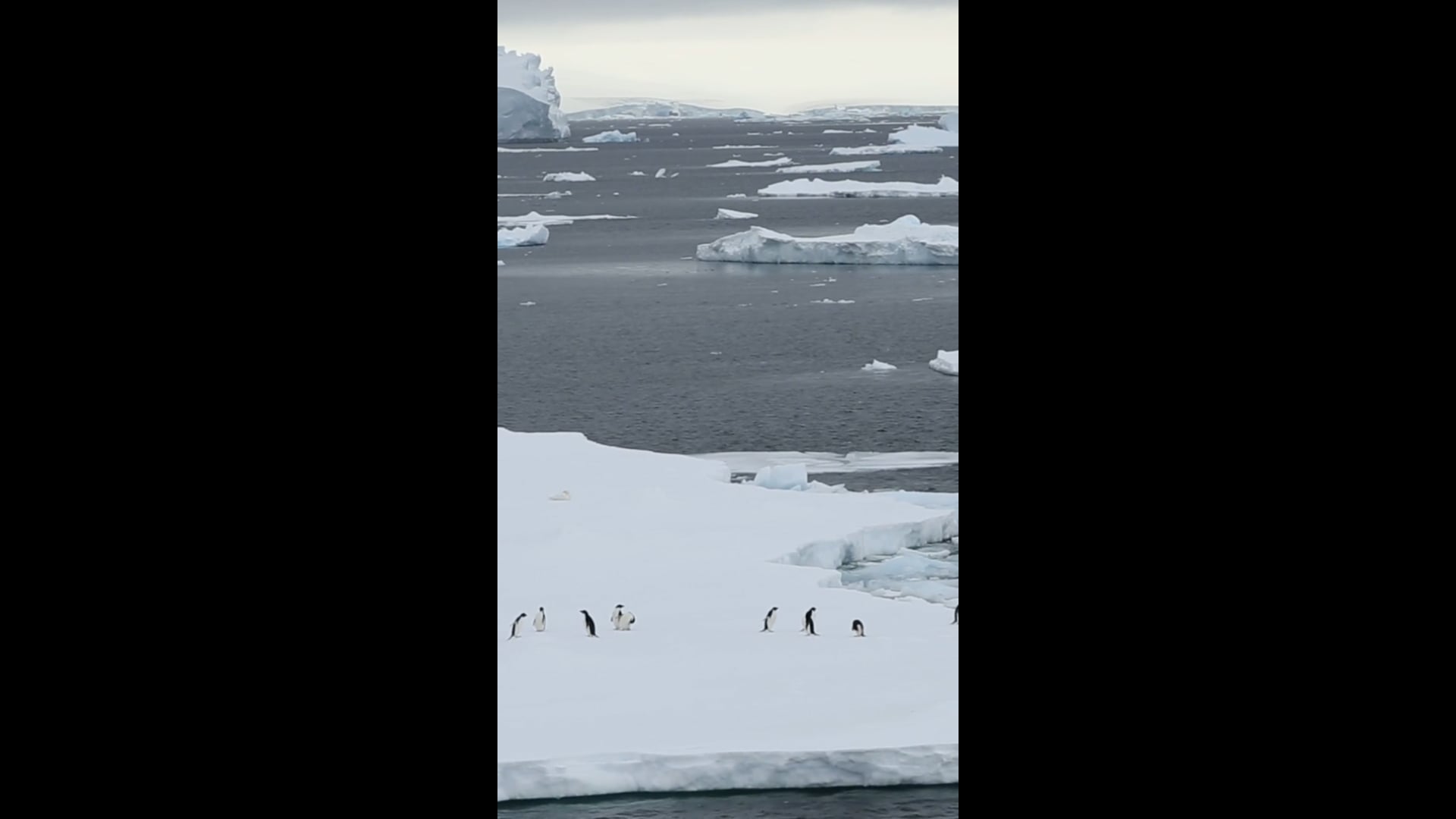 Tabarins pingviner og isbjerge: Dronebilleder af Antarktis.