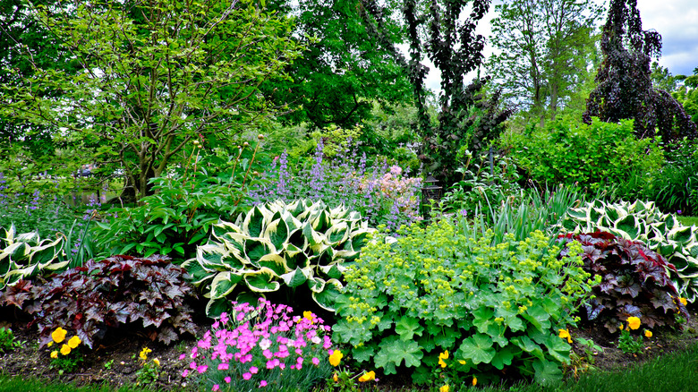 12 stunning plants and shrubs you don't need to worry about pruning