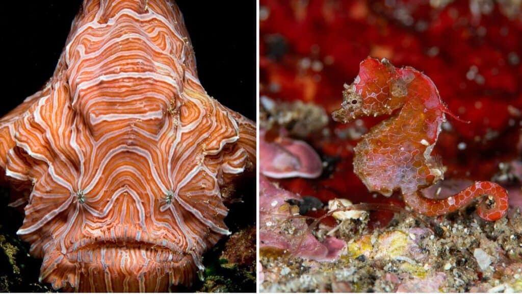 Researchers Reveal Fascinating New Species