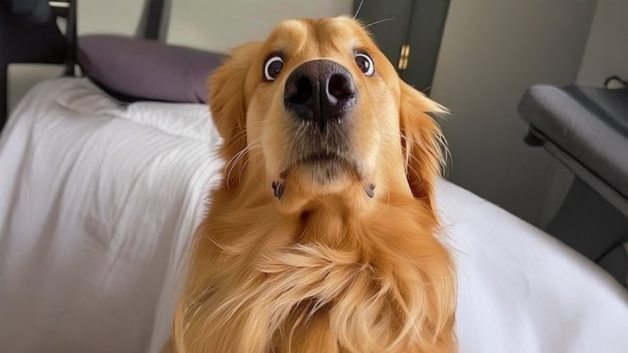 God gave me the funniest golden retriever dog ever