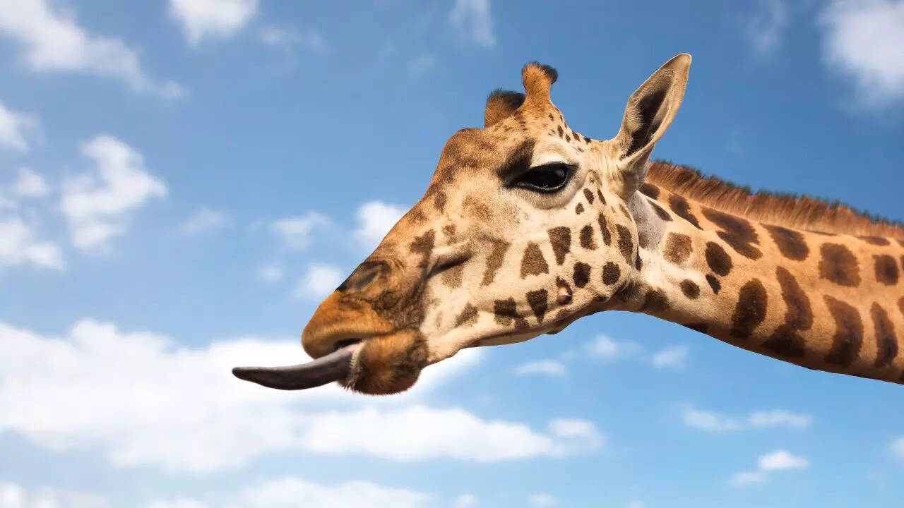 Sticking out: 8 animals with incredibly long tongues