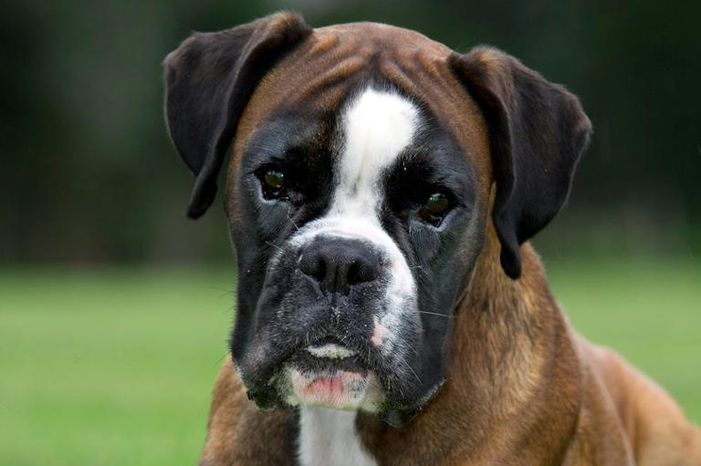 Horror death as man gets run over by pet dog in freak accident