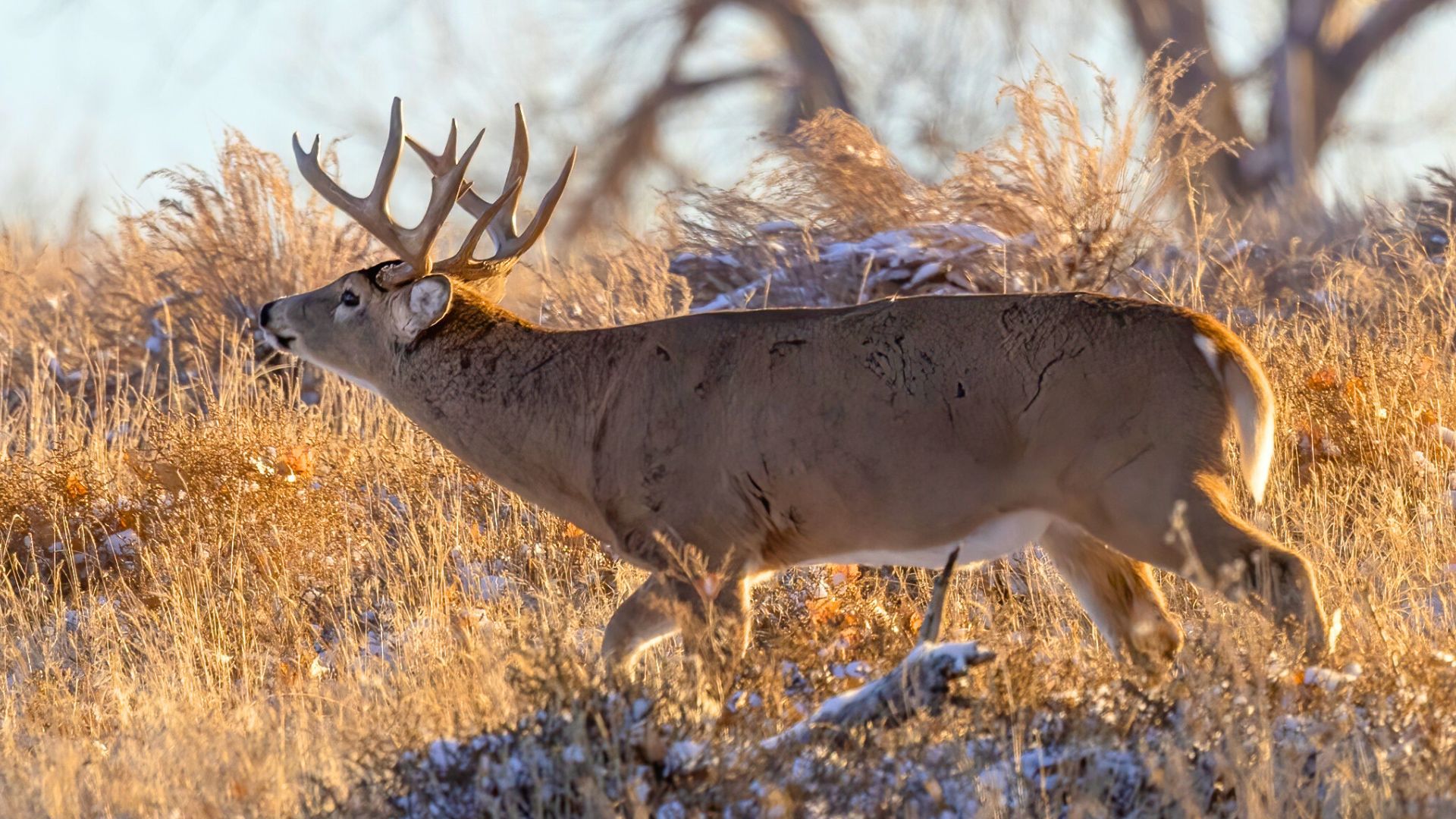 The best rifles for deer drives and quick follow-ups