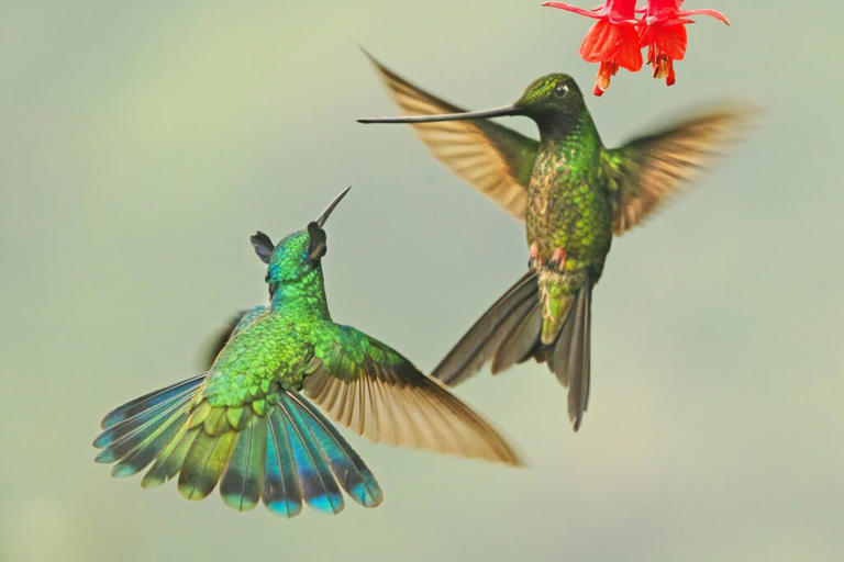 Wildlife photographer captures beautiful pictures of sword-billed ...