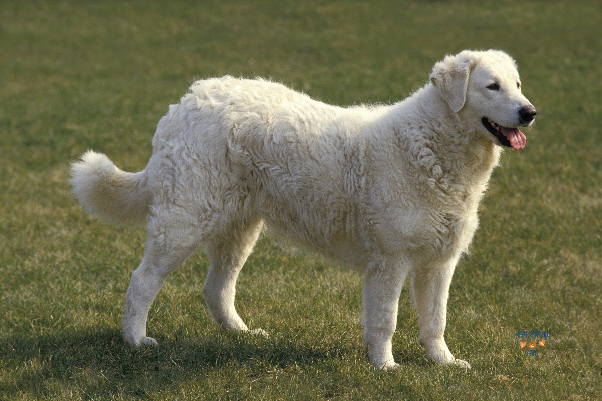 Meet 13 Farm Dogs Who Could Teach Us All a Few Things About Hustle