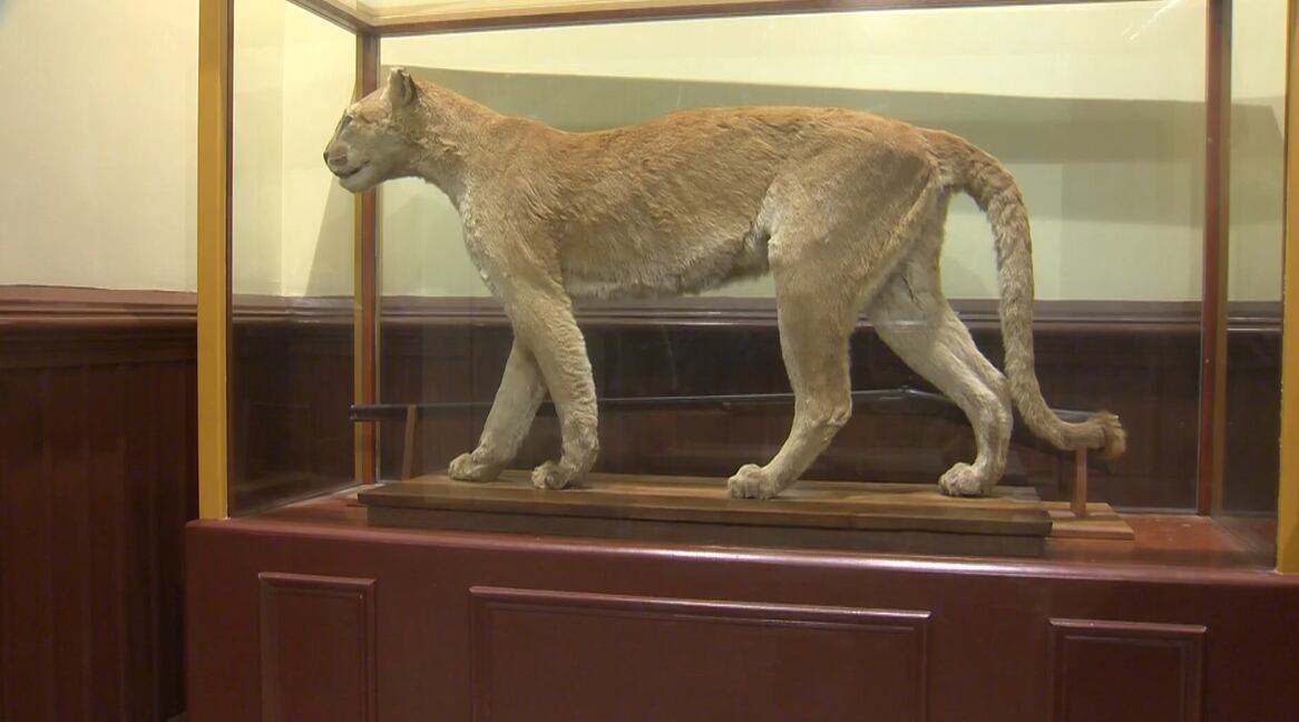 This Day in History: November 24, 1881