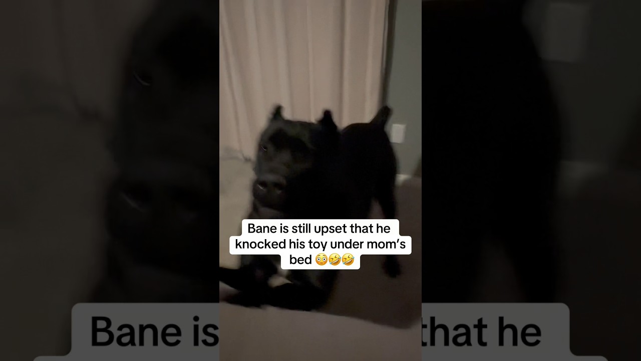 Dog loses it after knocking favorite toy under bed