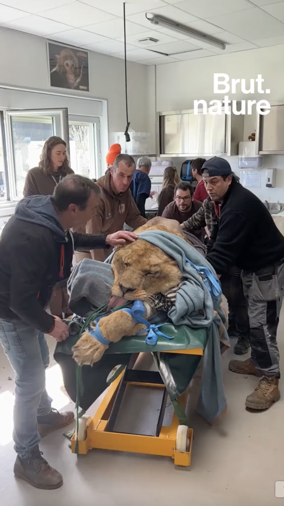 This lion was declawed as a baby so tourists could take pictures with him