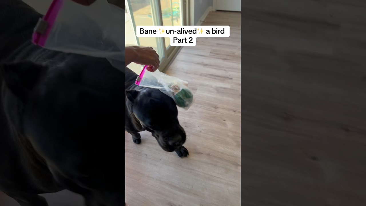 Mom has to reprimand dog after he attacks bird