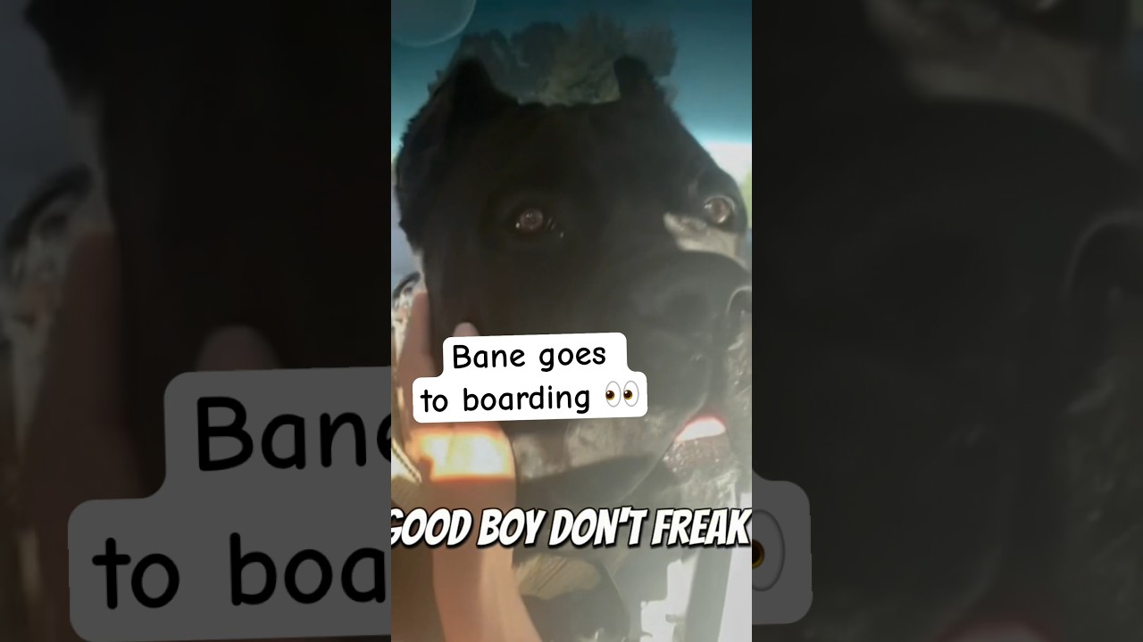 Mom nervously drops dog off at boarding as he plots mischief