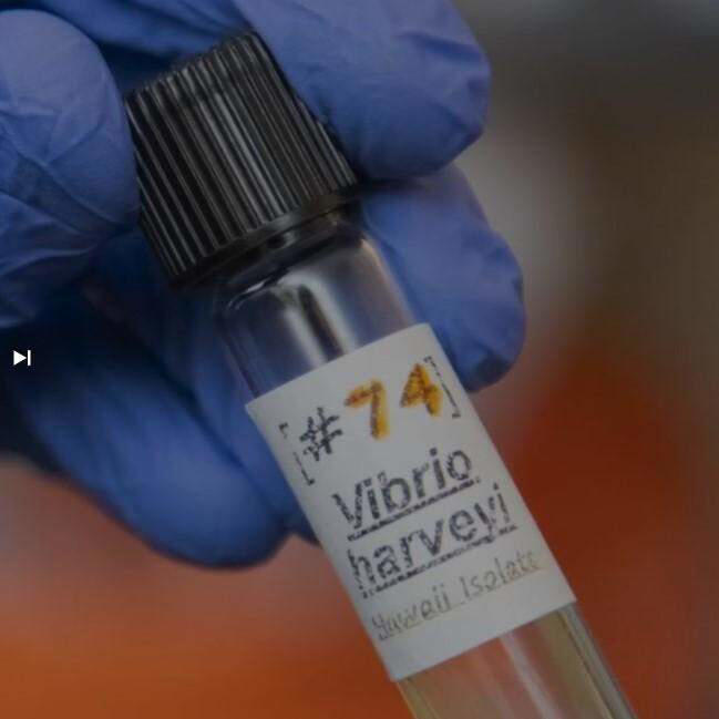 Infections rise sharply as flesh-eating microbe moves through creeks of ...