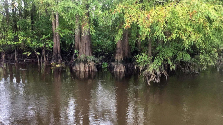 Infections rise sharply as flesh-eating microbe moves through creeks of ...