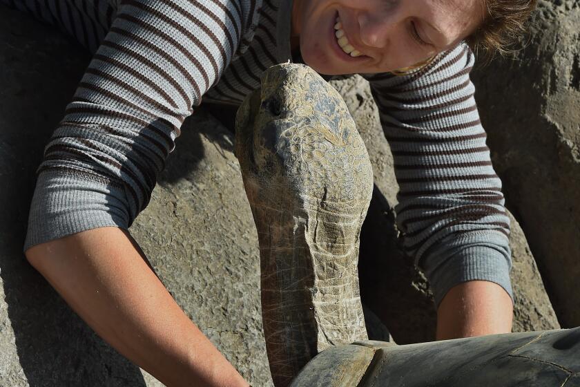 Gramma the Galápagos tortoise, an original San Diego Zoo resident, dies ...