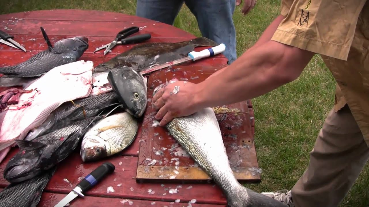 How to Steak Bluefish - Bluefish Filleting and Cleaning