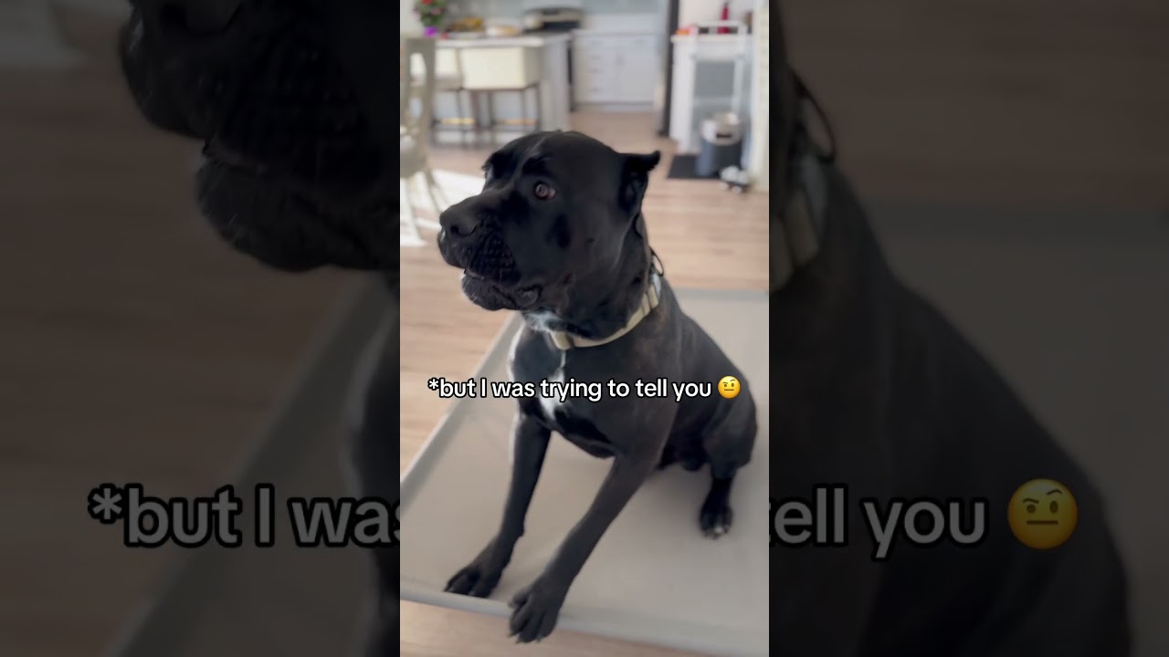Dog woke up and immediately chose full-on violence