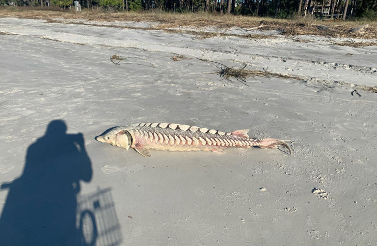 Rare prehistoric Atlantic sturgeon washes ashore in South Carolina