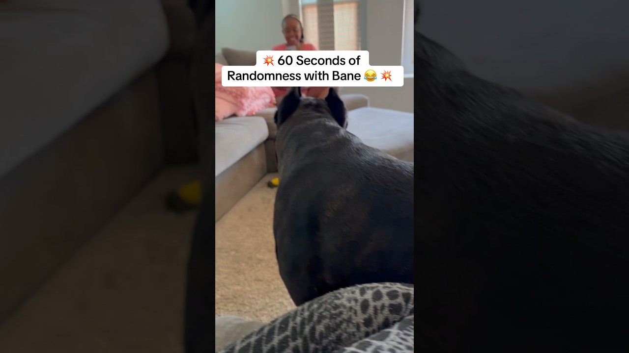 60 seconds of absolutely random dog antics