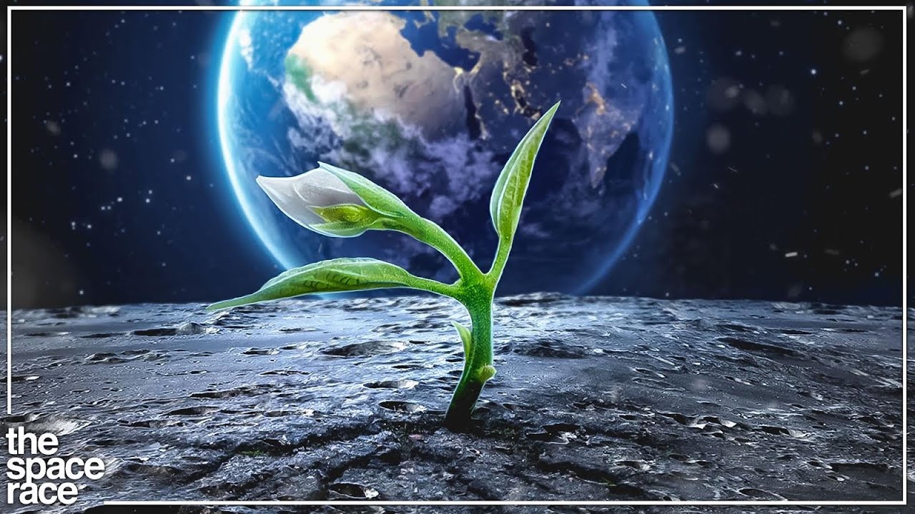 The Moon’s Dirt Was Never Meant for Life… Until Now