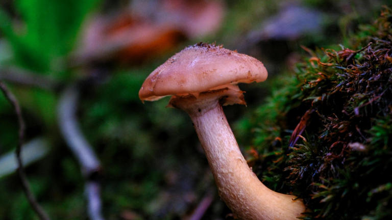 Giant Oregon fungus eats a forest and may be Earth’s biggest lifeform