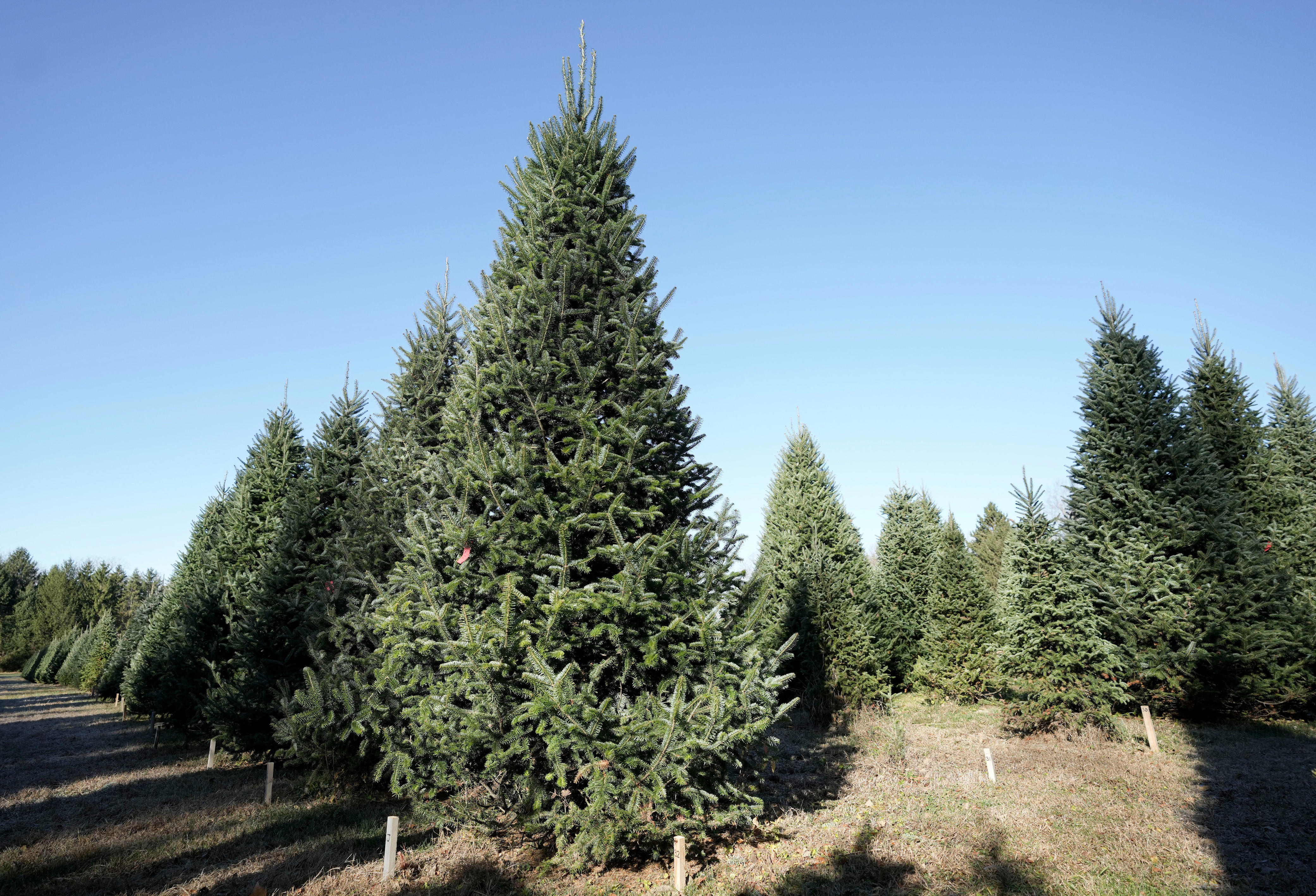 Fake vs. real Christmas tree: One smells better but is it more ...