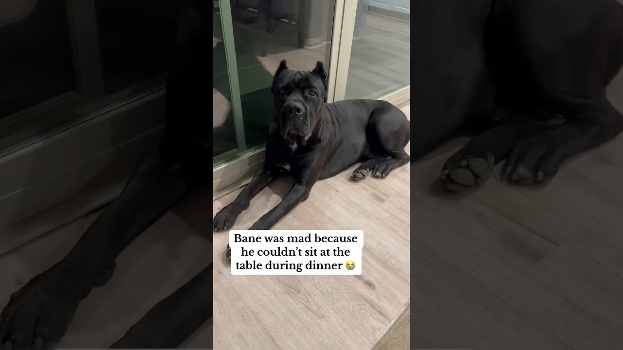 Dog insists on sitting at the table after he's finished his meal
