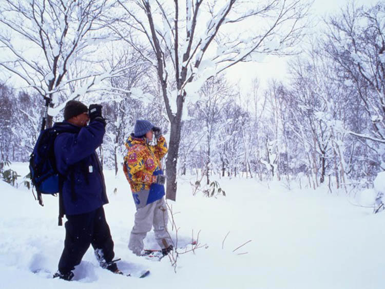 Niseko Ski Resort: Japan’s Secret Snow Paradise With World-Class Powder
