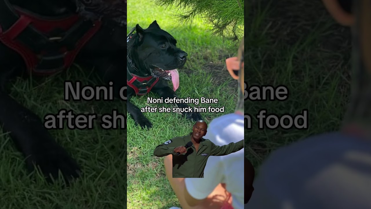 Sometimes we have to defend our dog’s bad behavior
