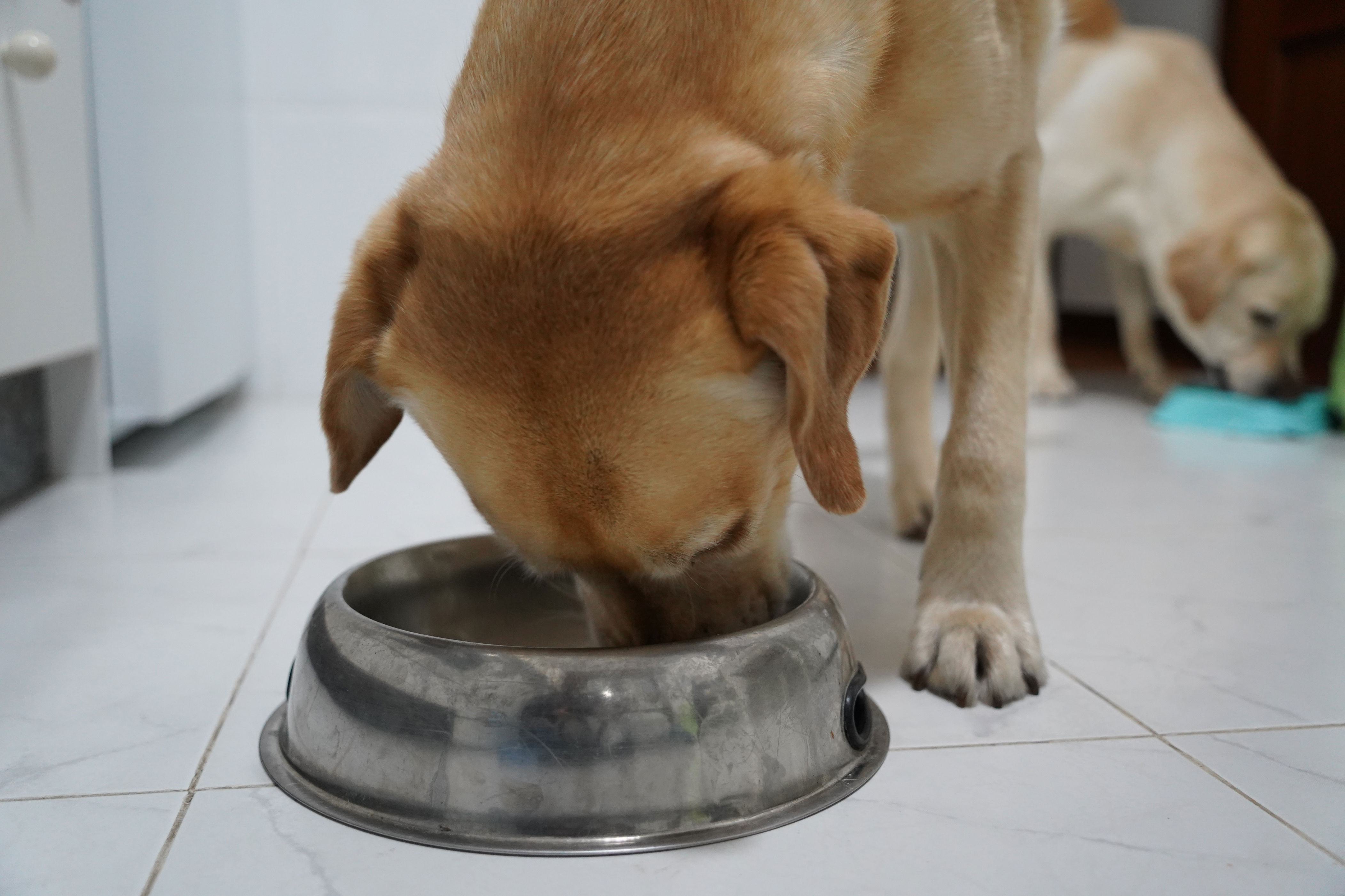 Warning issued to dog owners over homemade dog food