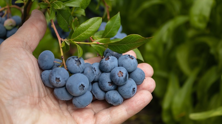 The 18 Companion Plants That Will Make Your Blueberry Bush Thrive In ...