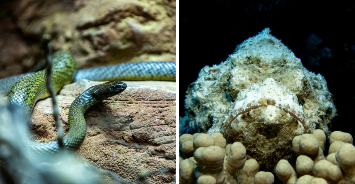 12 Of The Deadliest Venomous Animals Ranked By How Fast They Can Kill You